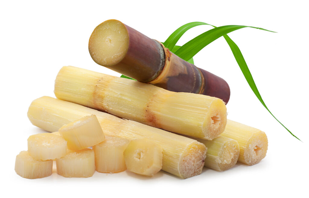 Sugar Cane